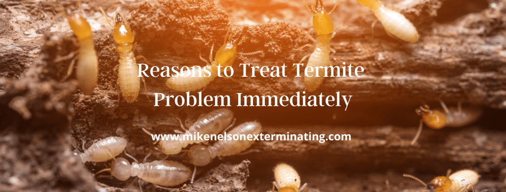 Pest & Termite Control | Conroe, Houston, The Woodlands, Spring, Willis, TX